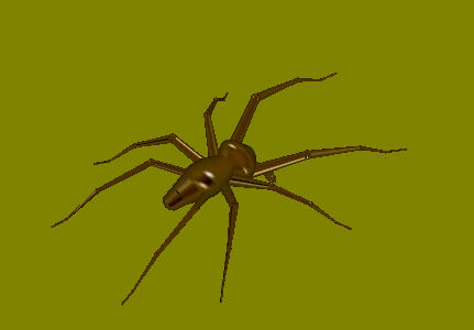 Wolf Spider Animation
